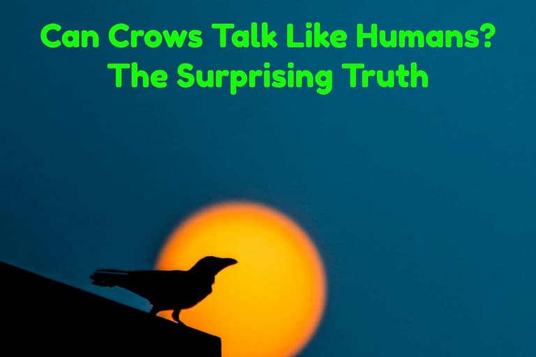Can Crows Talk Like Humans? The Surprising Truth – Home Creations